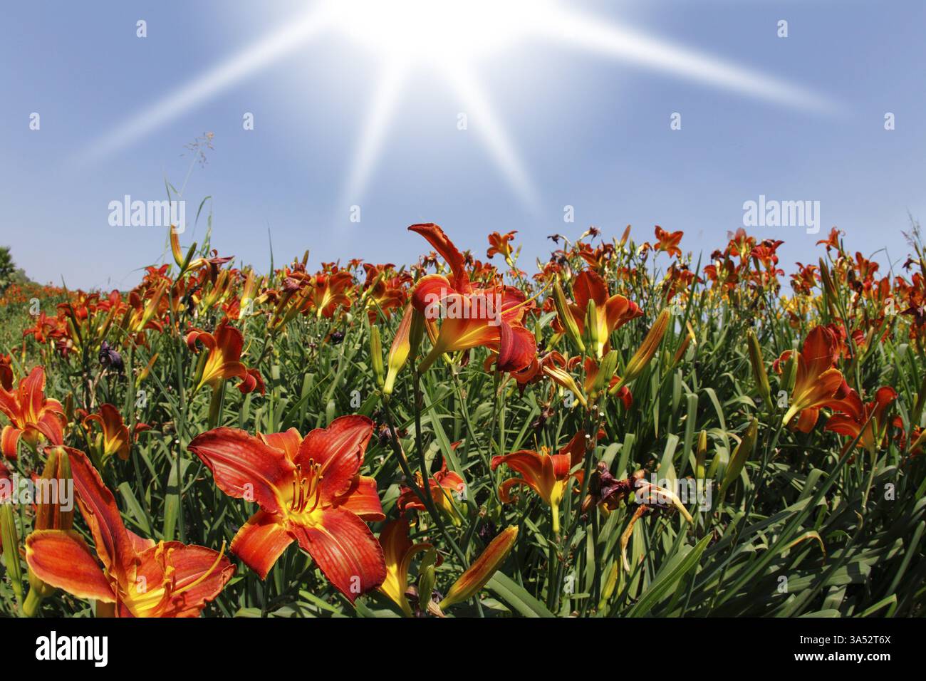 Blossoming garden yellow and orange lilies in the spring in southern ...