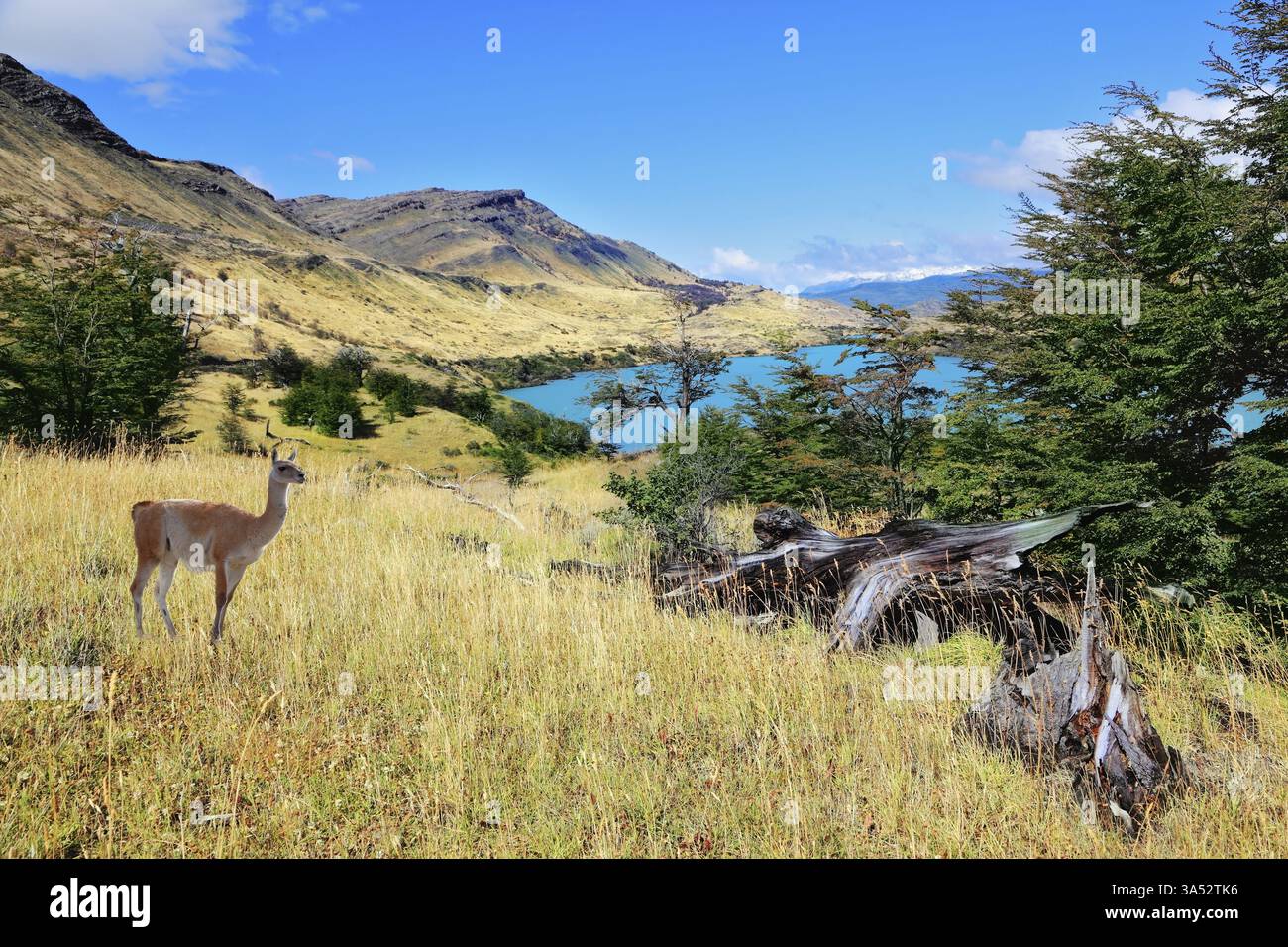 Cold summer in Chile. National park to Torres del Paine - a graceful ...