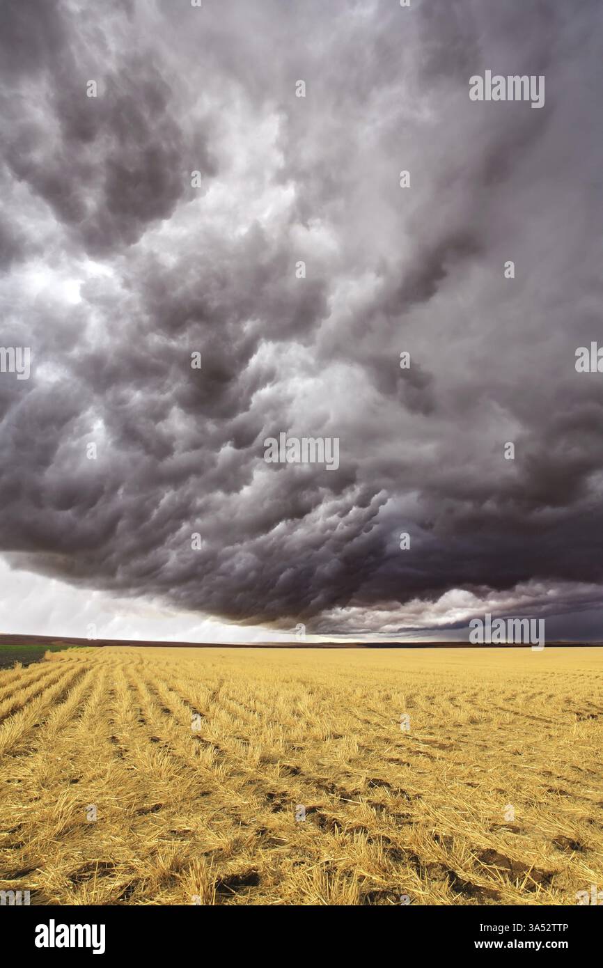 Improbable thundercloud above a field after harvesting Stock Photo - Alamy