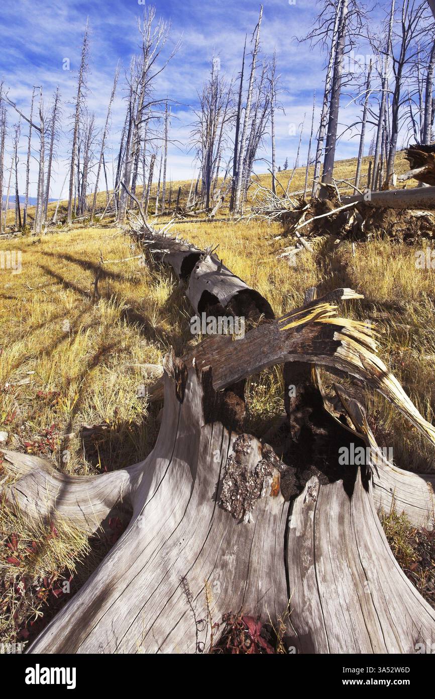 The rests of the lost forest and stubs on slopes of gorge in clear day ...