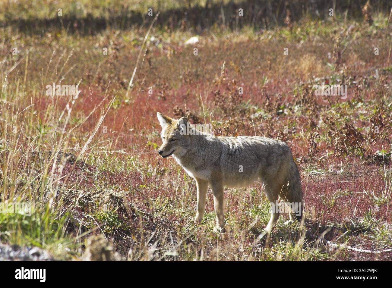 The beautiful meadow wolf - koyot in Yellowstone national park Stock ...