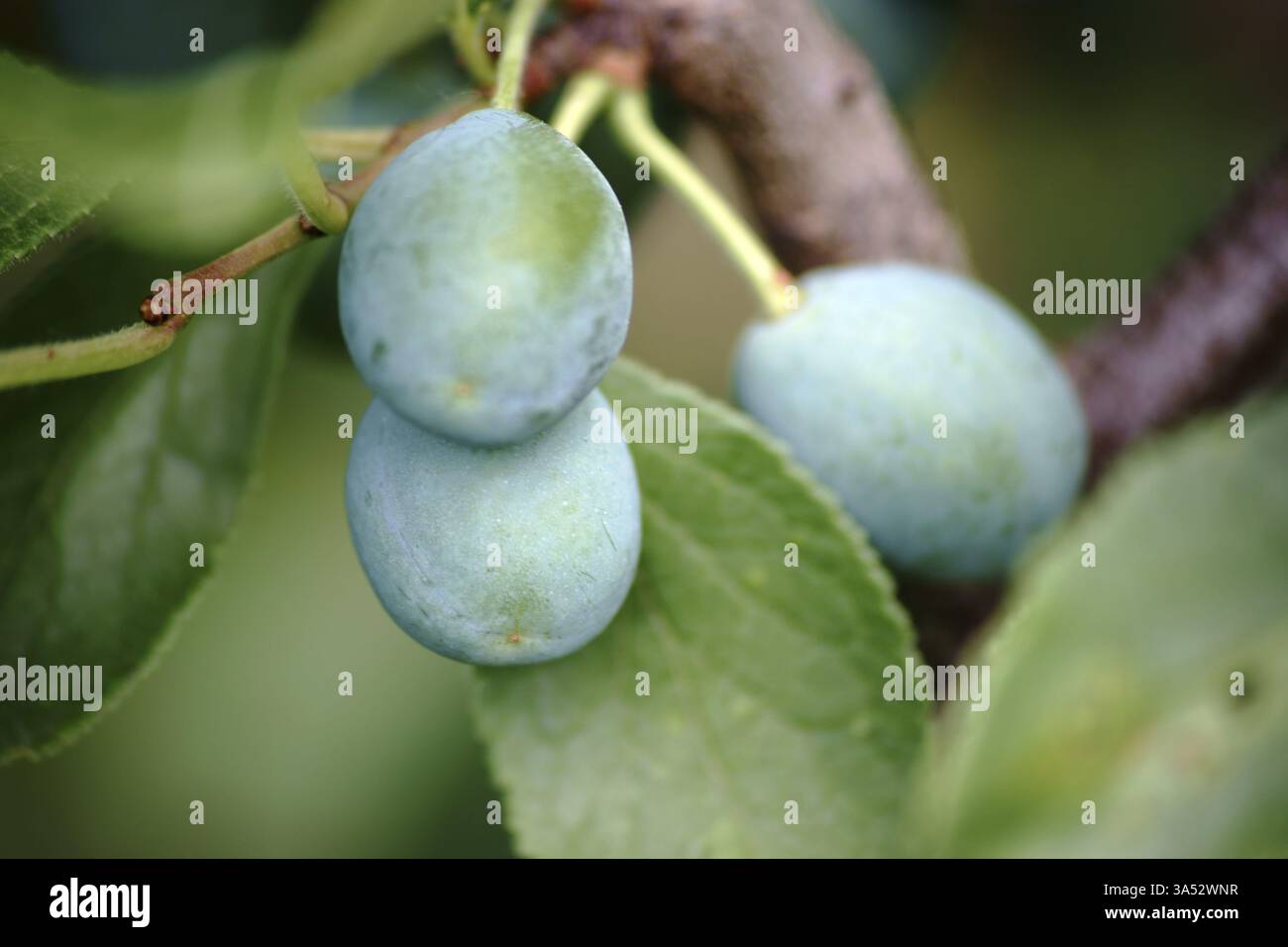 The branch of a plum tree full of unripe and green plums in spring ...