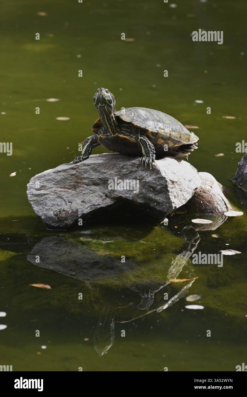 Hand turtle on a rock in the middle of the pond in the Japanese garden ...