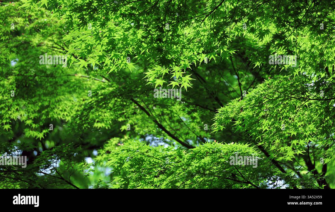 Photo for background material of fresh green maple leaves with ...