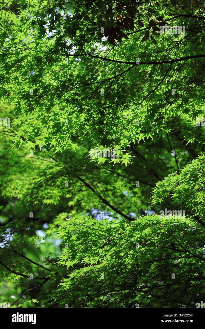 Photo for background material of fresh green maple leaves with ...