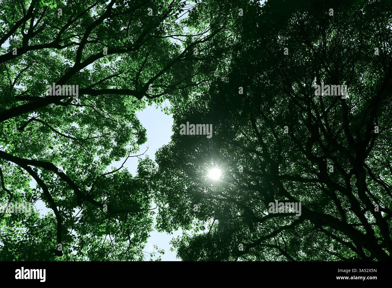 Green tree leaves covered hi-res stock photography and images - Alamy