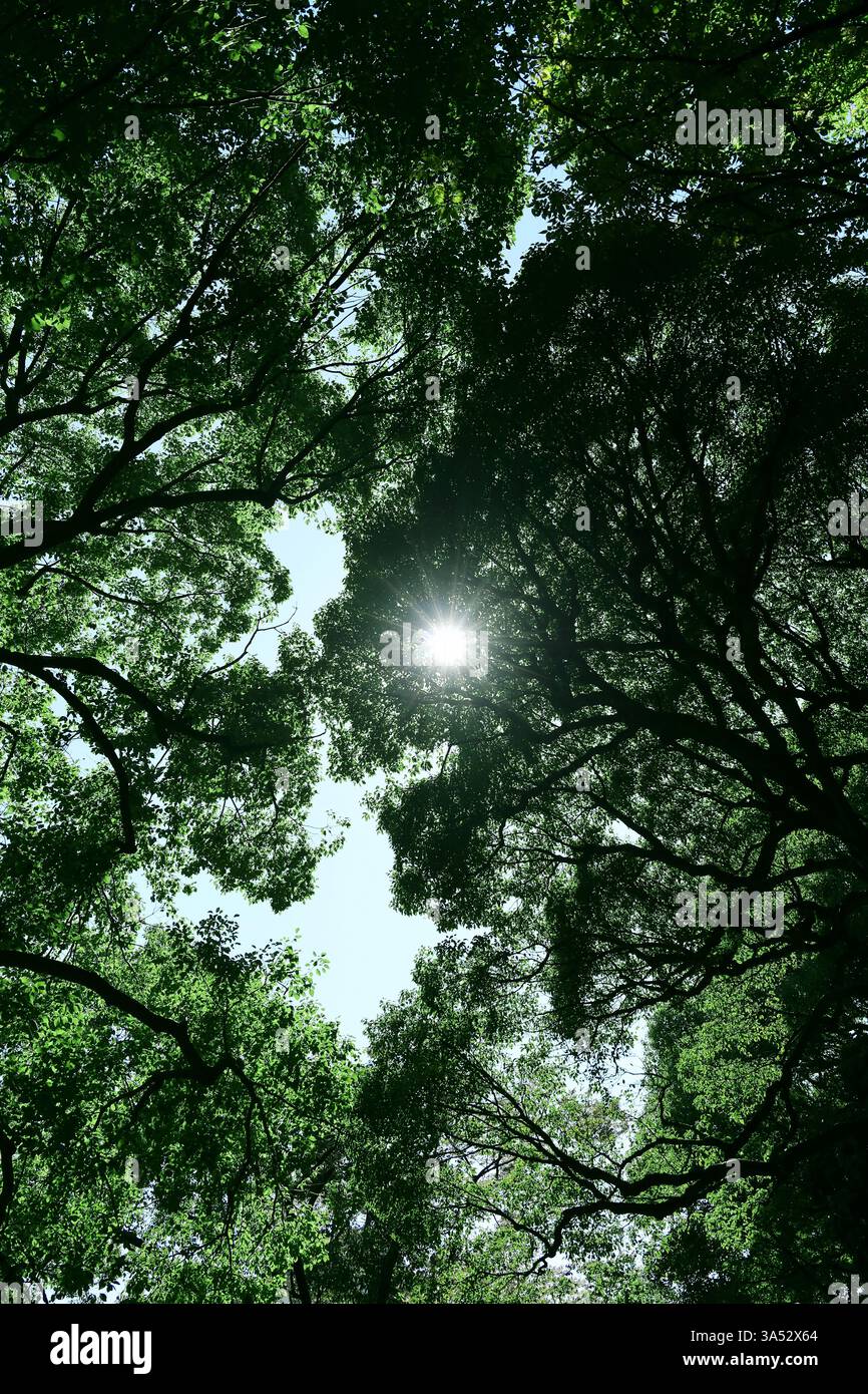 Fresh green texture covered like a canopy Stock Photo - Alamy