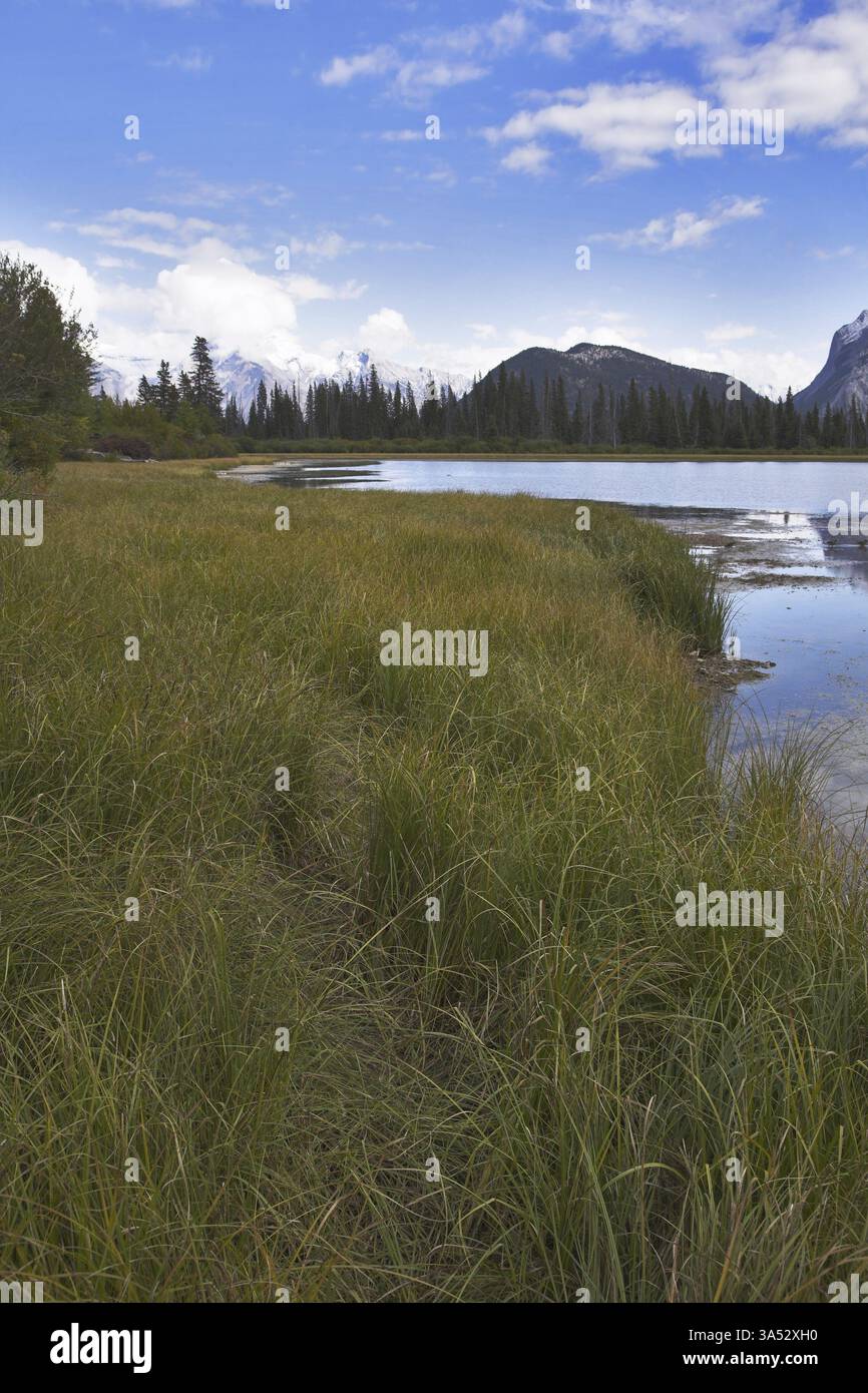 Thick green grass on lake hi-res stock photography and images - Alamy