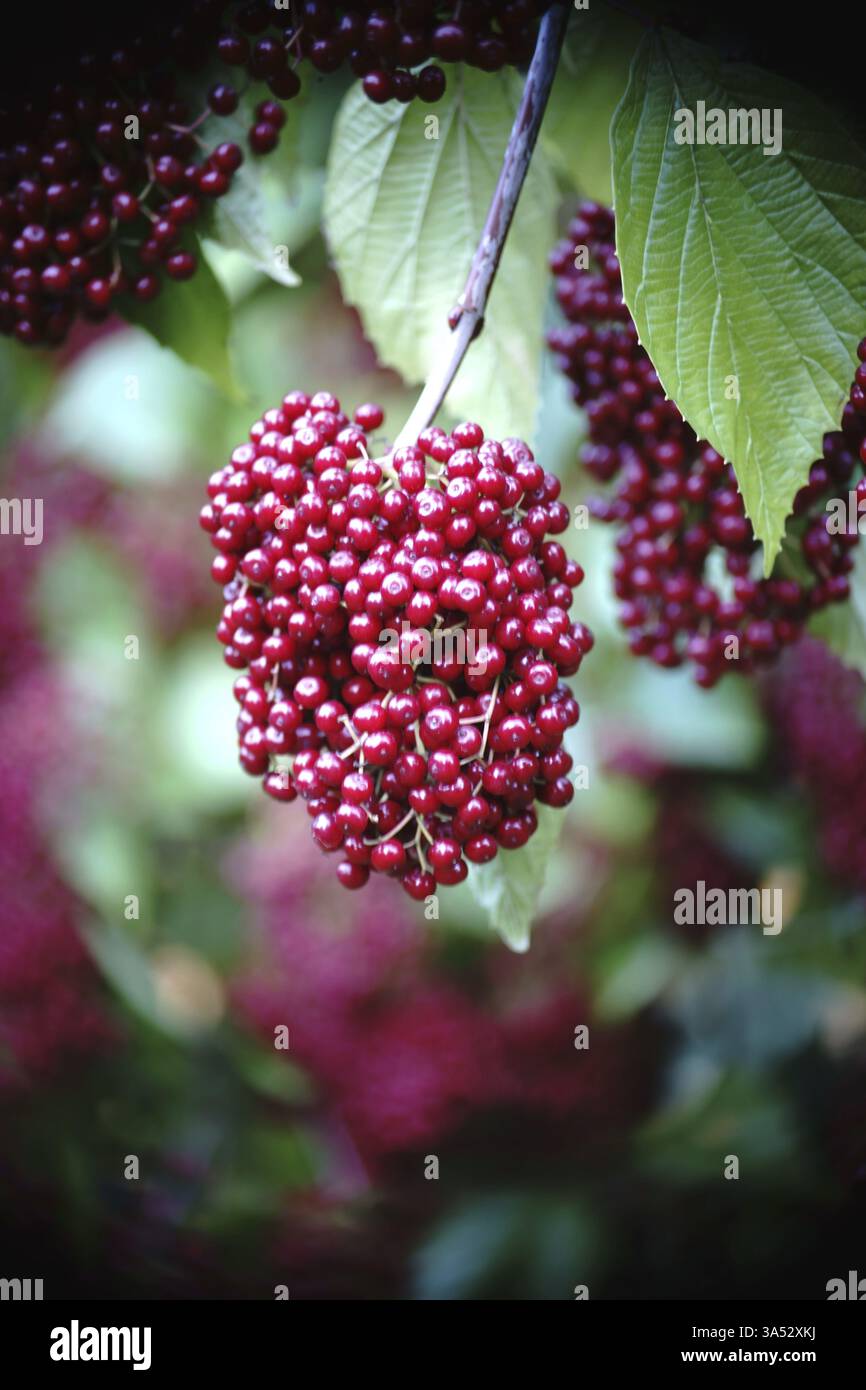 The red berries of the birch-leaved snowball shrub, Viburnum ...