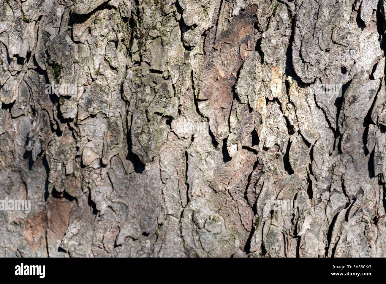 Close-up capture of tree bark revealing intricate textures, patterns ...