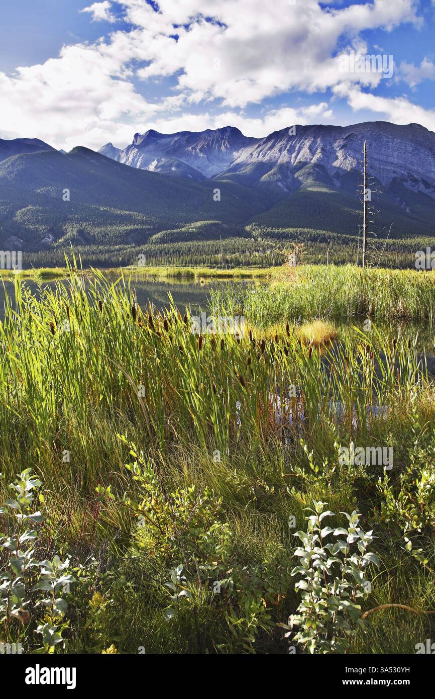Fine Mellow autumn in reserve of Northern Canada Stock Photo - Alamy
