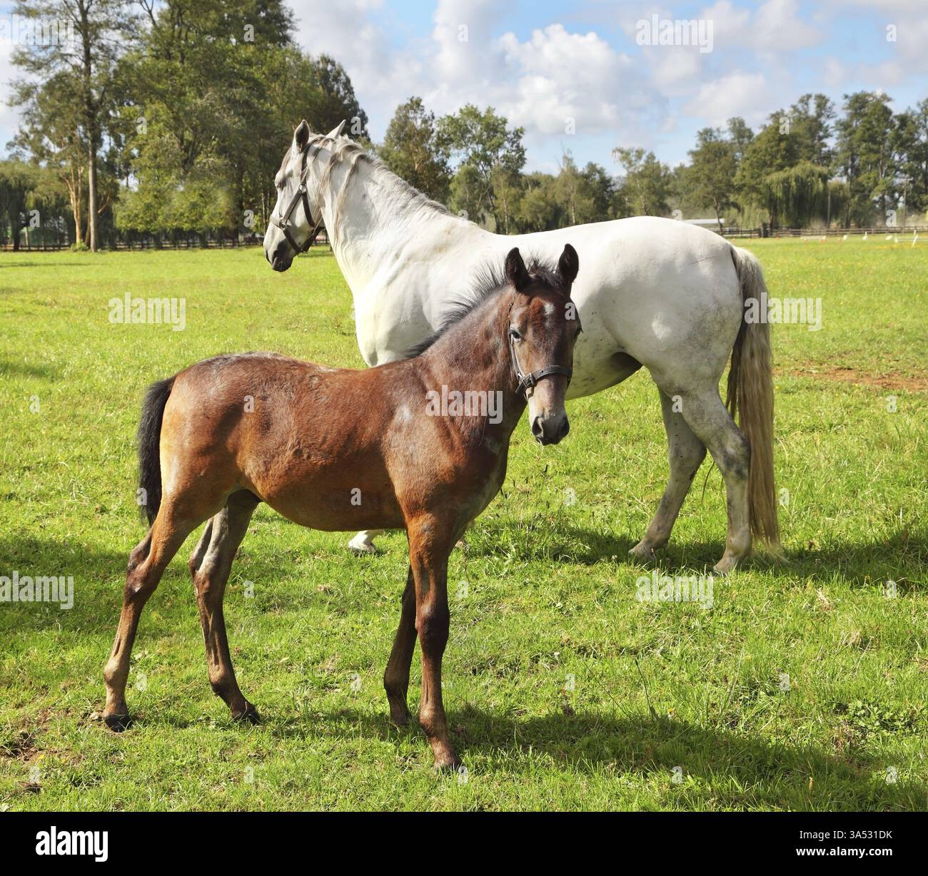 White horse with his bay colt on green lawn. Riding school and breeding ...