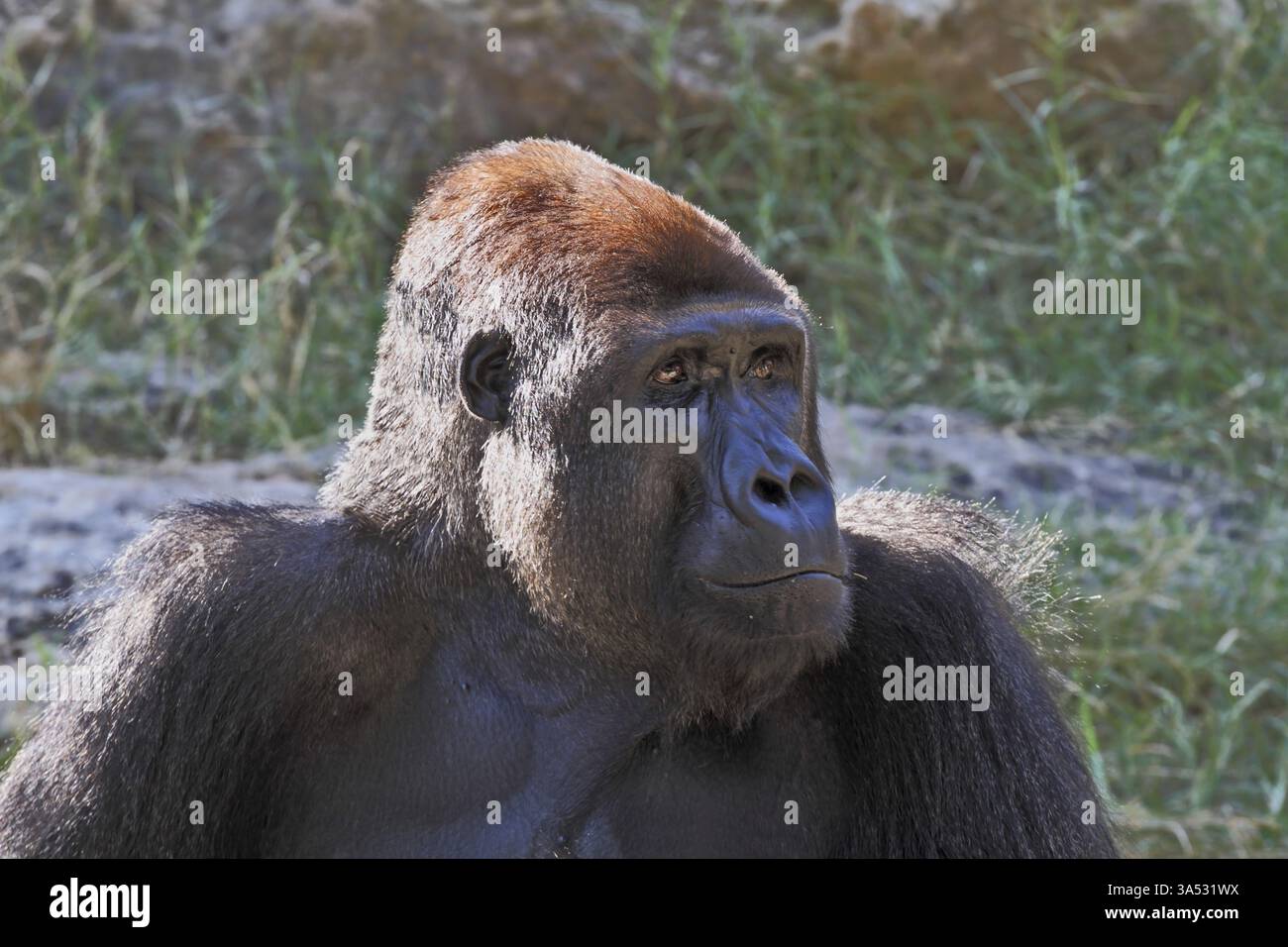 Humanoid gorilla safaris in the zoo of the city of Ramat Gan in Israel ...