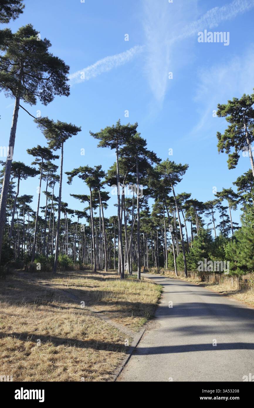 A walking path in the Bois de Boulogne in Paris. Tall pine trees cast ...