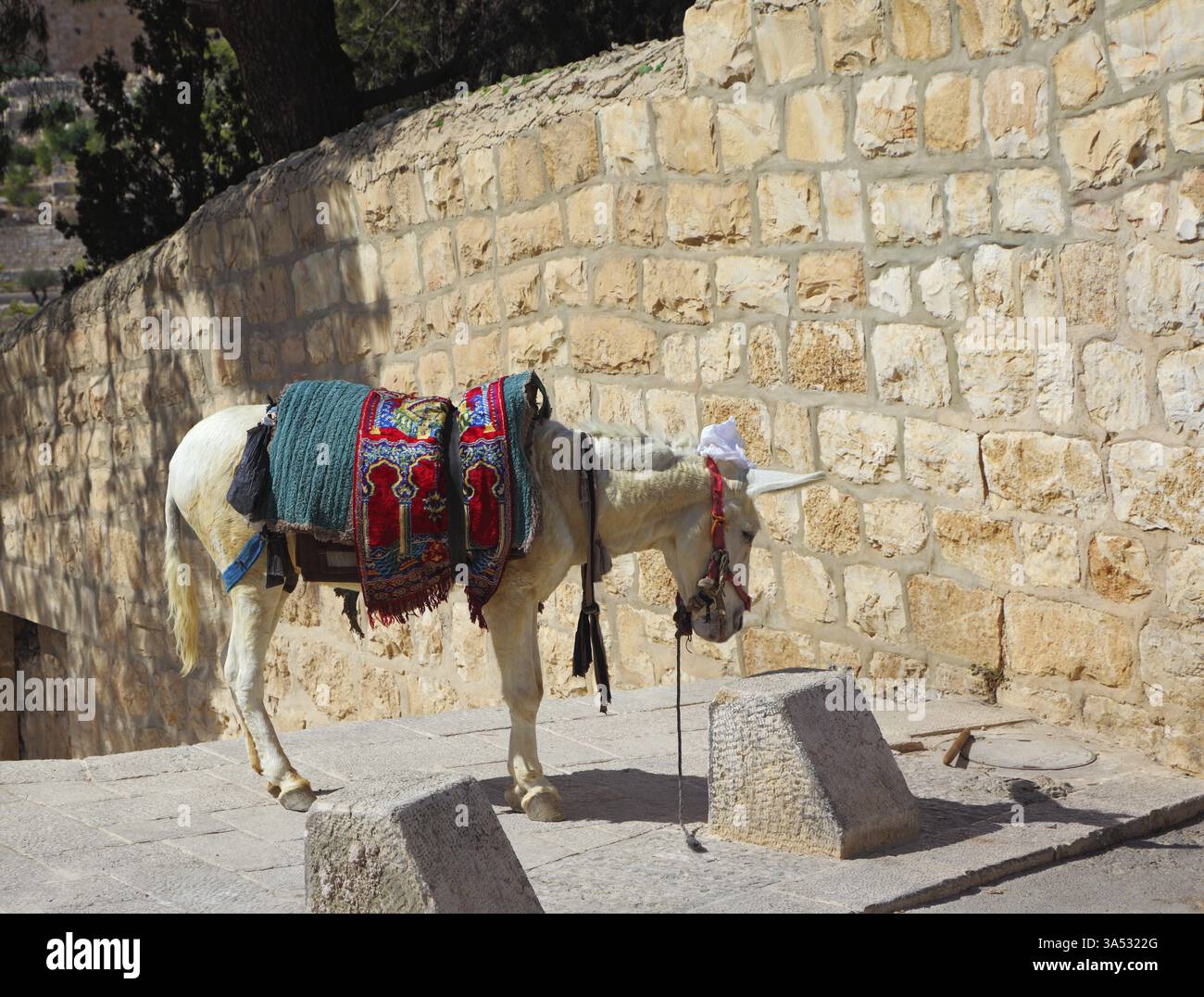 The white donkey in an ancient harness poses for tourists. Jerusalem ...