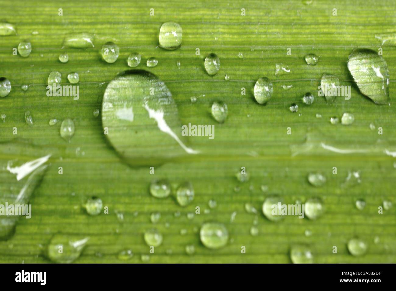 Reed leaf with raindrops Stock Photo - Alamy