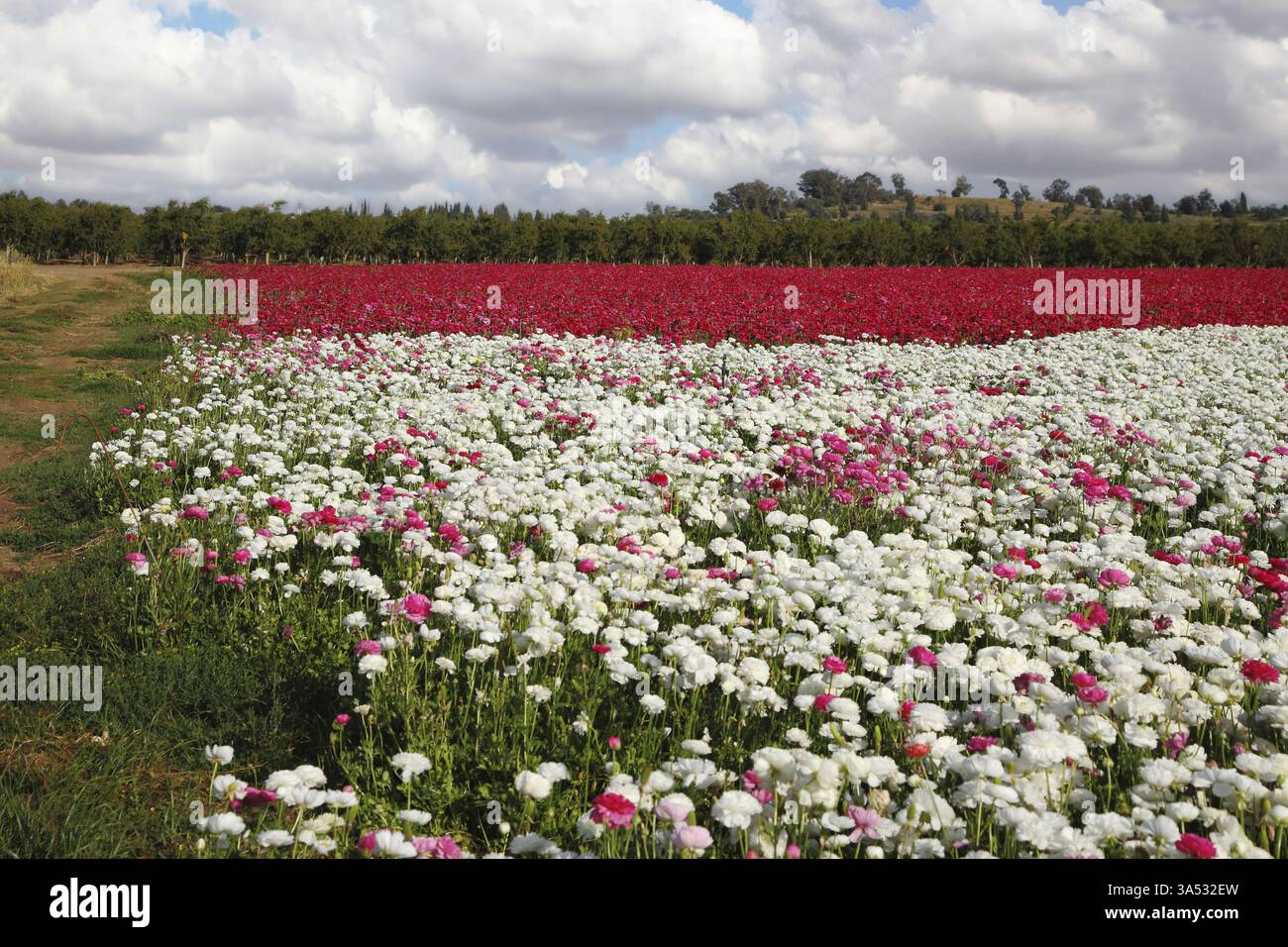 Flower spring in Israel. A huge field flowers on a farm on cultivation ...