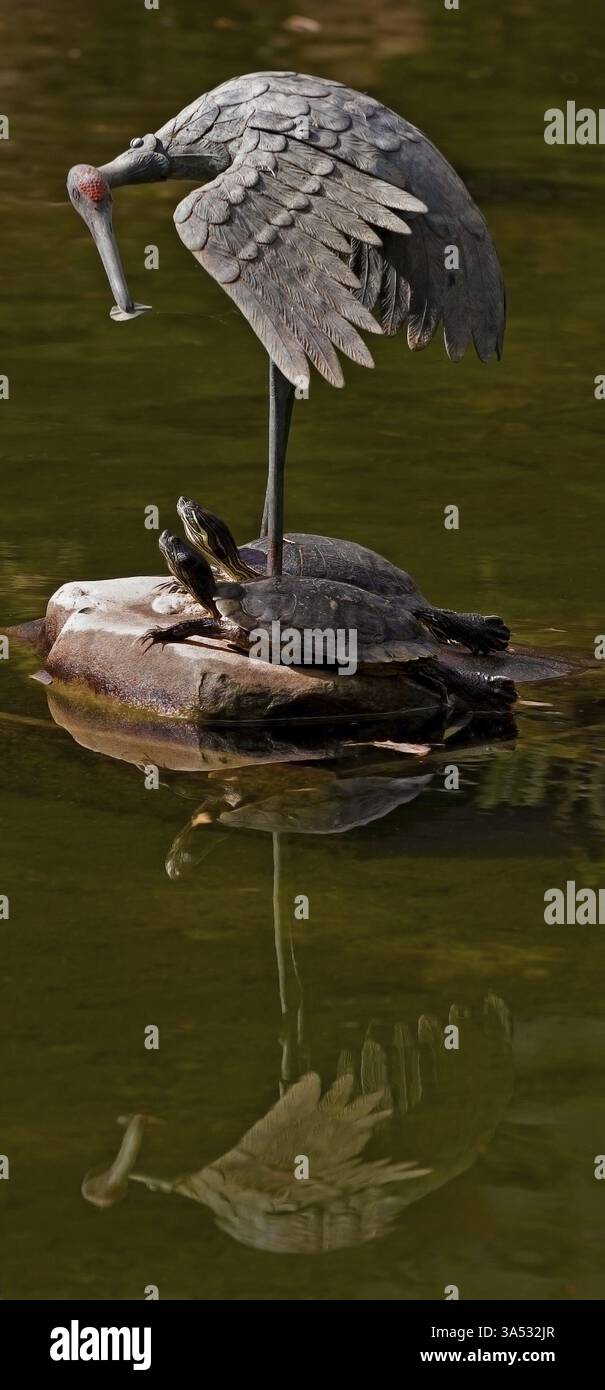 A rare combination of living turtles and stork sculpture, reflected in ...