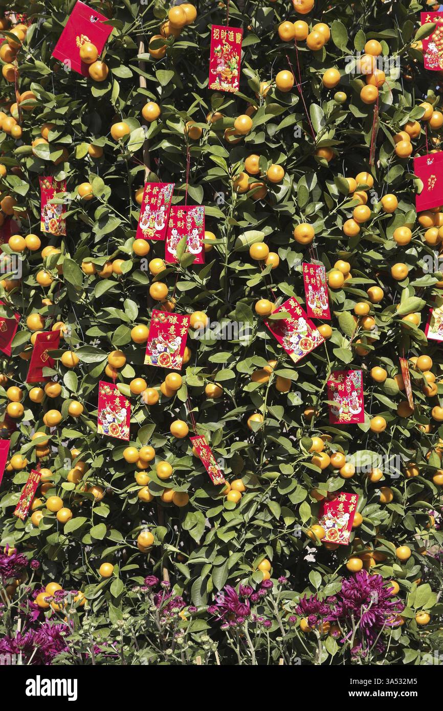 Traditional Chinese New Year's tangerine-tree with congratulations and ...