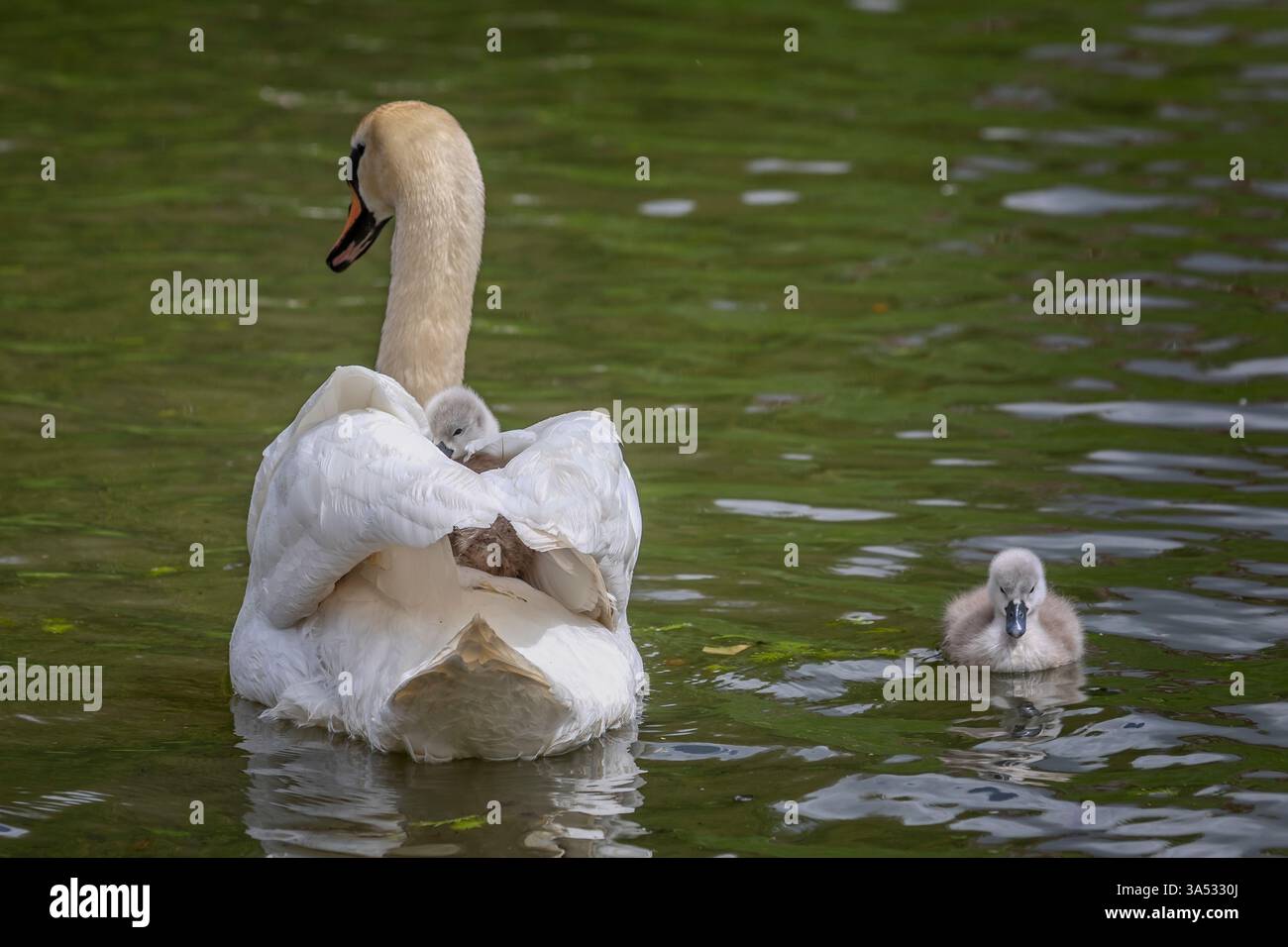 Fluffy baby cygnet riding on back of mother Swan in lake in Wiltshire ...