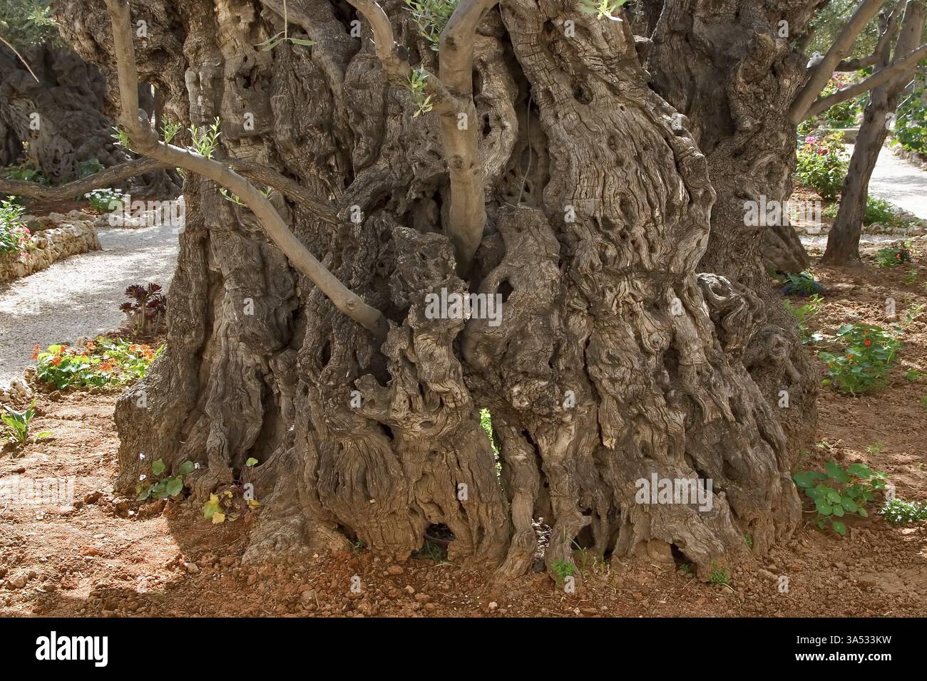 An ancient tree in Gethsemane Garden in Jerusalem Stock Photo - Alamy