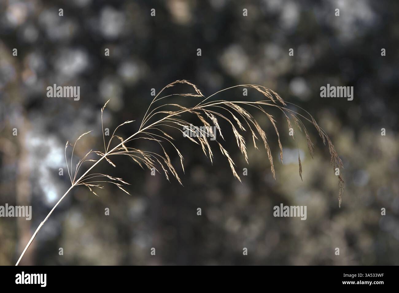 Long narrow leaves hi-res stock photography and images - Alamy