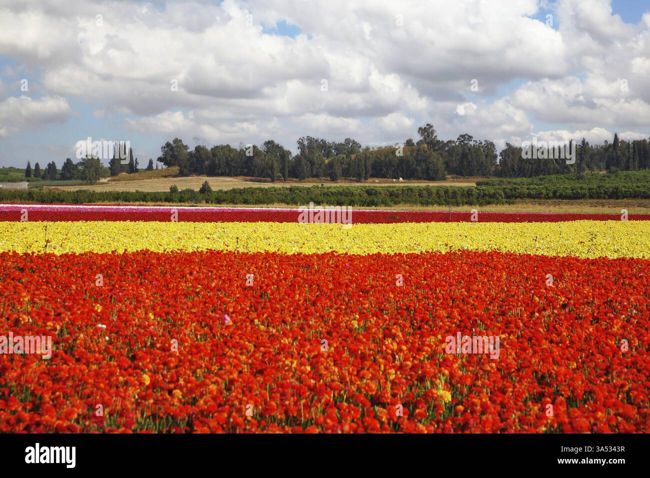 Flower spring in Israel. A huge field flowers on a farm on cultivation ...
