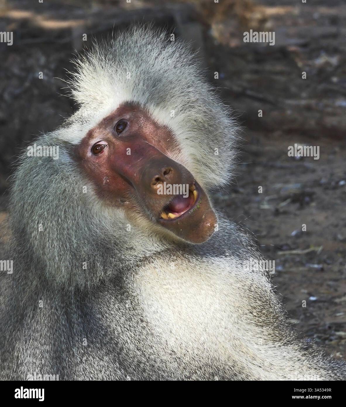 Huge modern safari zoo in Tel Aviv. Silver baboon effectively poses the ...