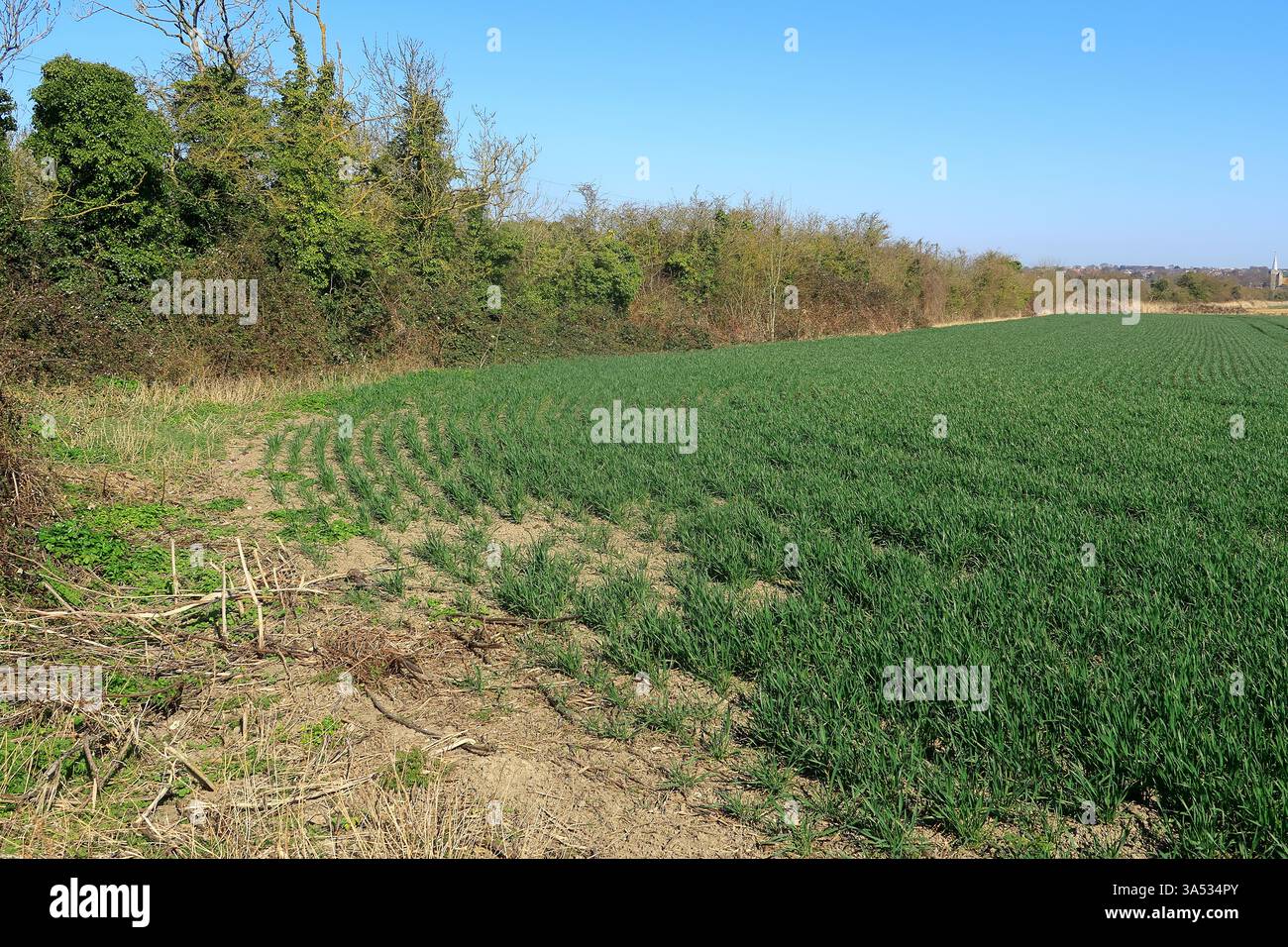 Trees and hedges around the green fields in Minster Stock Photo - Alamy