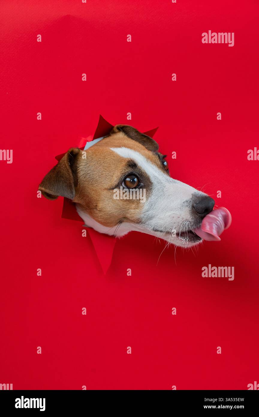 Funny dog licks his nose. Jack Russell Terrier head sticking out ...