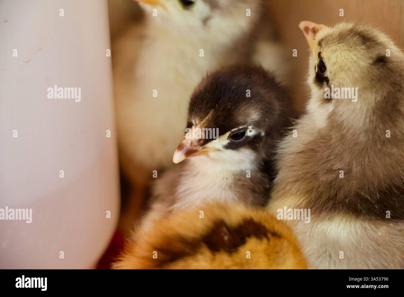 Chicks baby chickens farm animals Stock Photo - Alamy