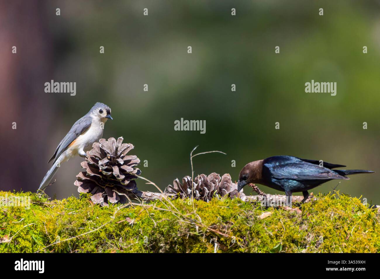 The brown-headed cowbird (Molothrus ater). The brown-headed cowbird is ...