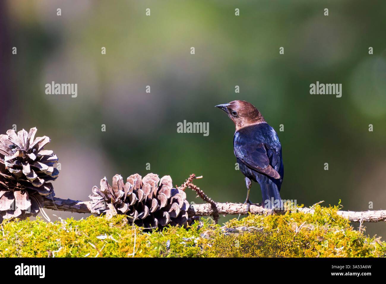 The brown-headed cowbird (Molothrus ater). The brown-headed cowbird is ...