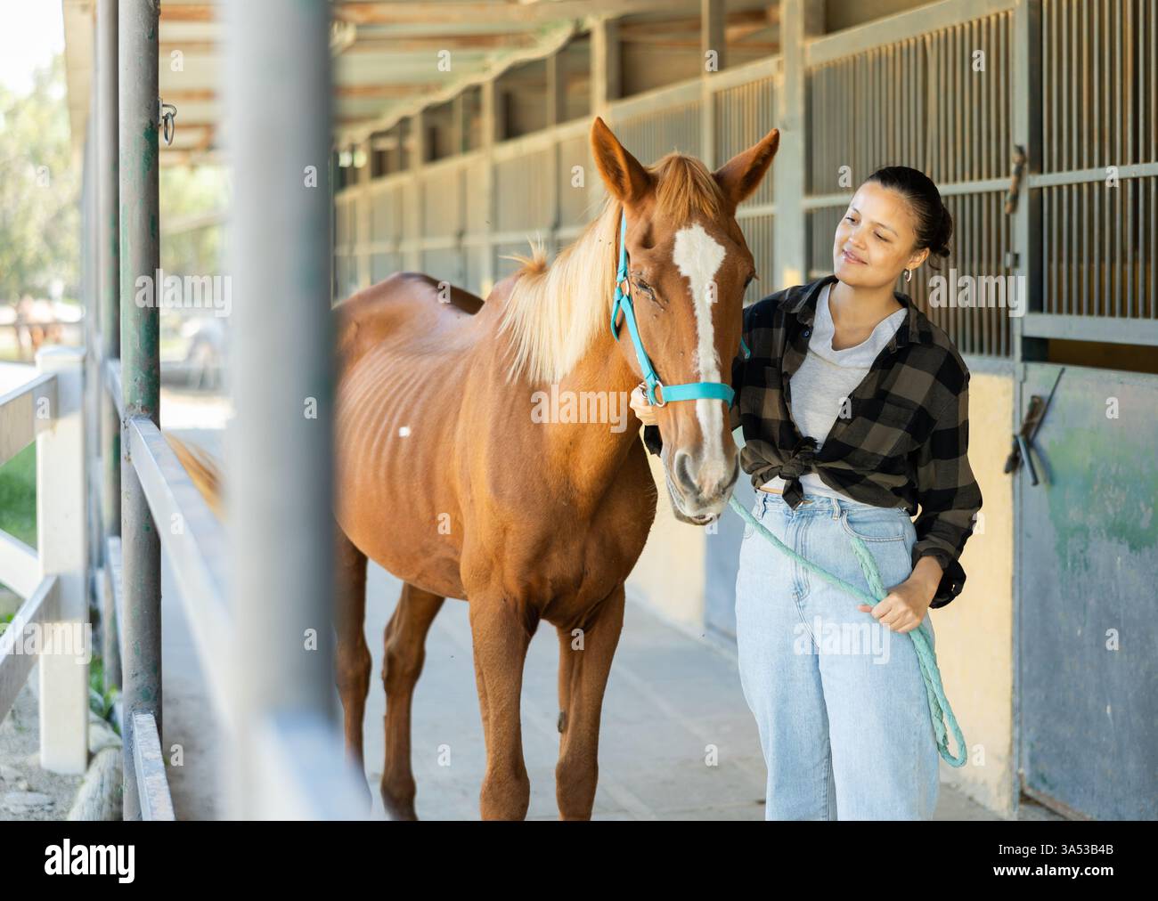 Asian female worker takes horse out of stall, holds animal by bridle ...