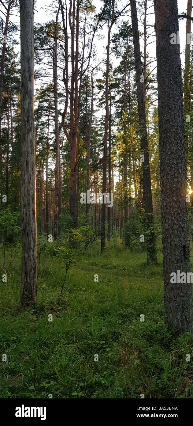 Silhouette tall slender tree trunks hi-res stock photography and images ...