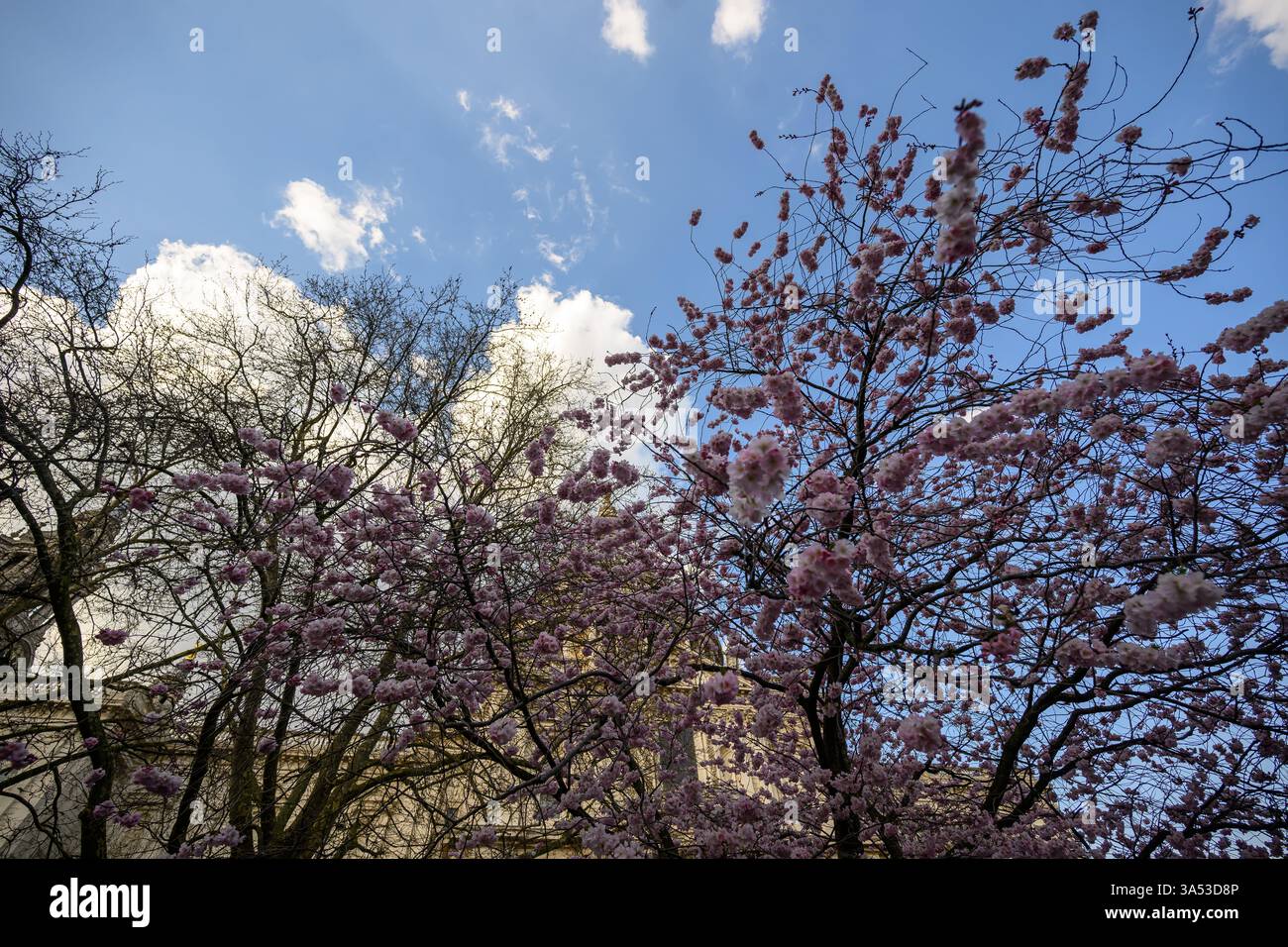 London, UK, 20th March 2025, Spring Equinox and spring weather duly ...