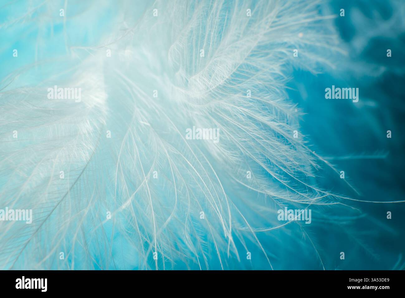 Blue and white feathers close up Stock Photo - Alamy