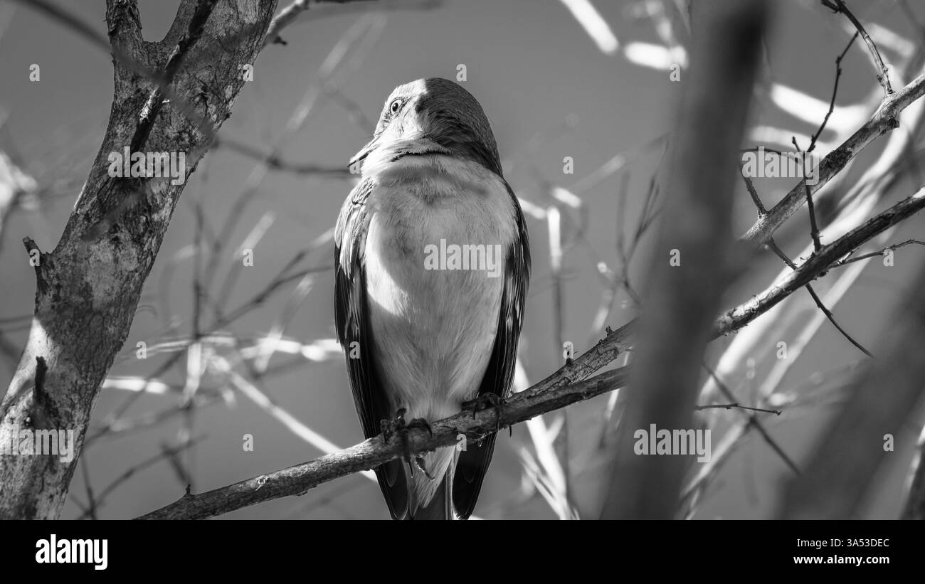 Mocking bird feeding Black and White Stock Photos & Images - Alamy