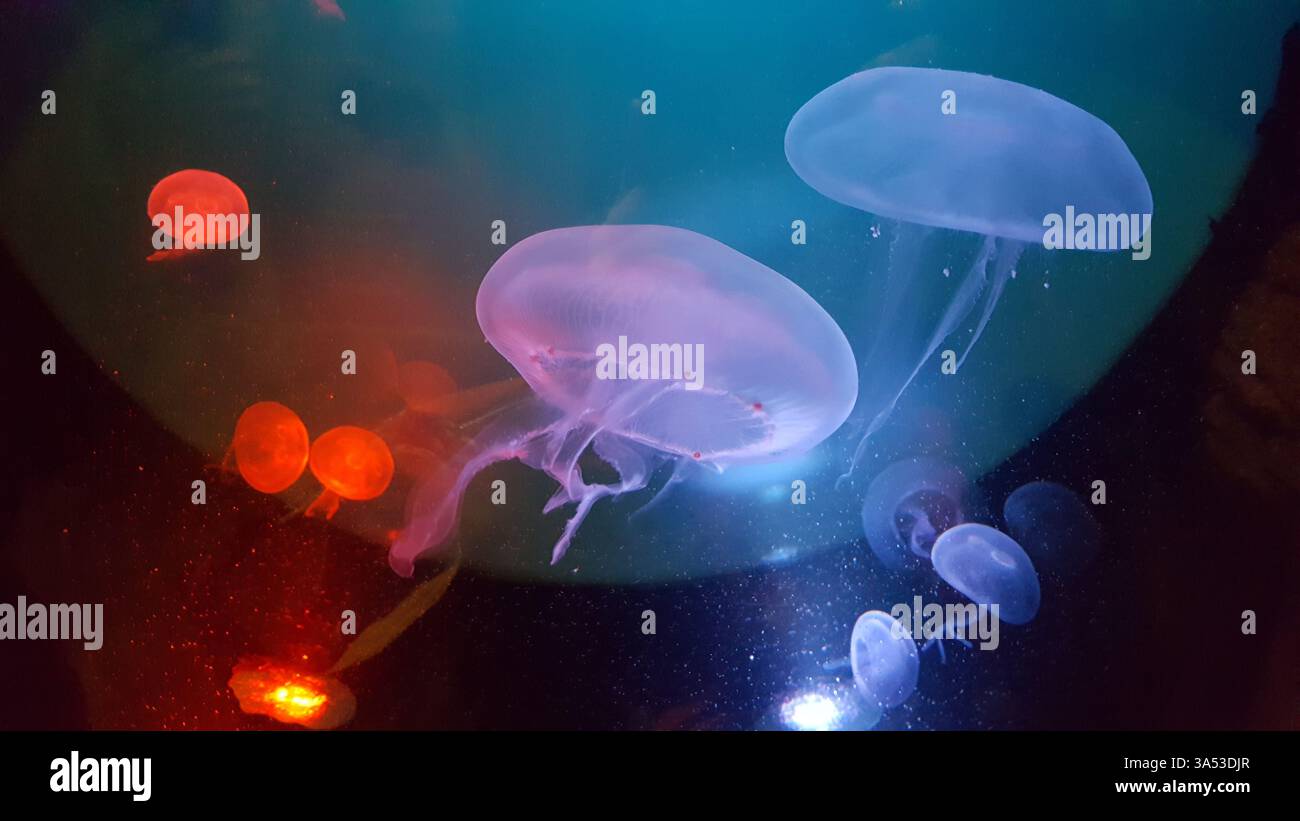 Deep sea jellyfishes hi-res stock photography and images - Alamy