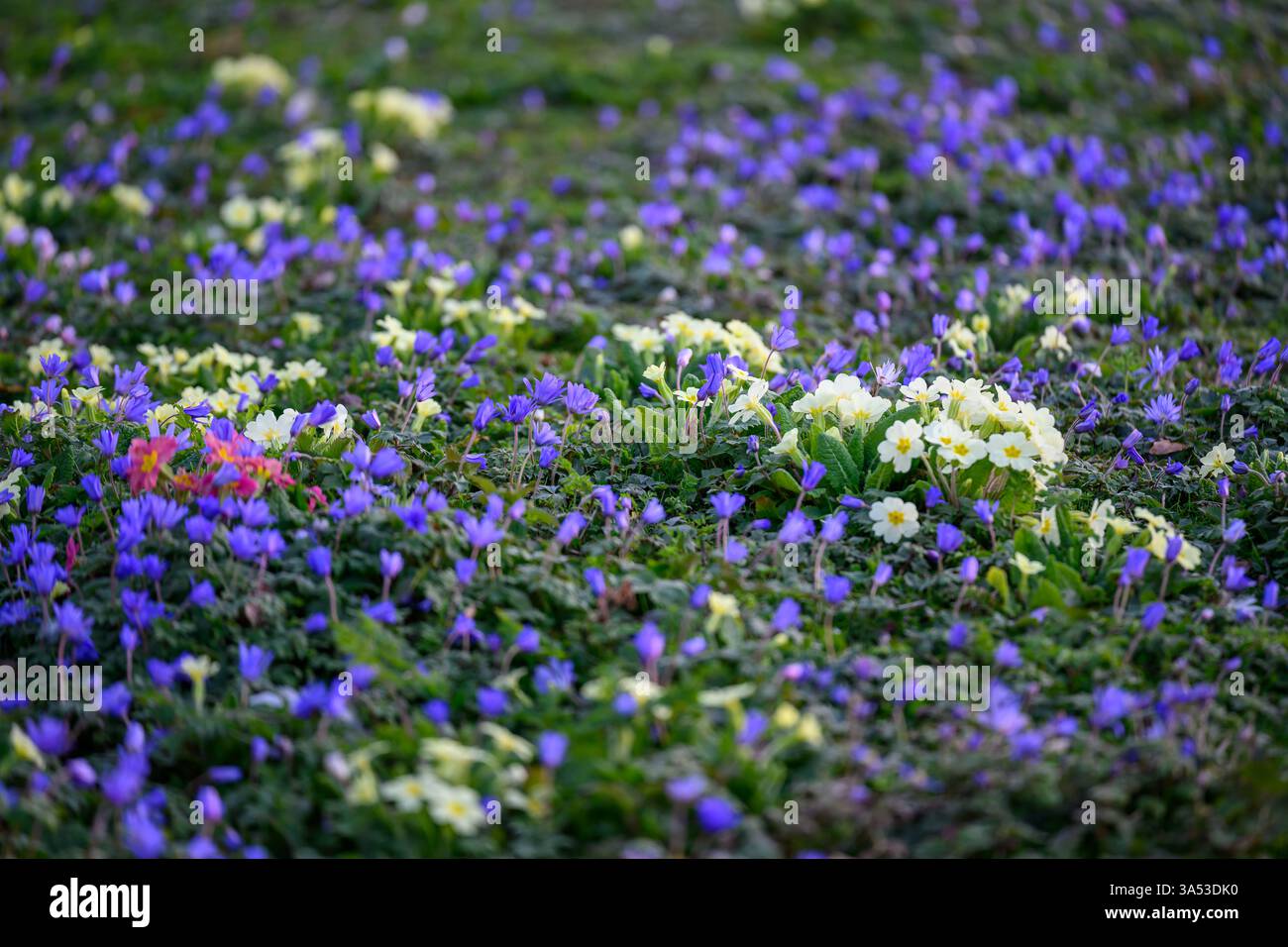 London, UK, 20th March 2025, Spring Equinox and spring weather duly ...