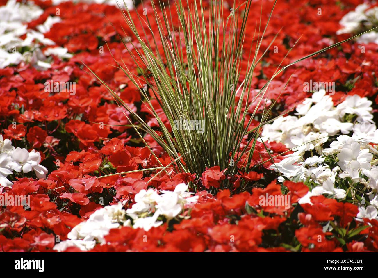 Ornamental grass stands in the middle of a colourful garden bed with ...