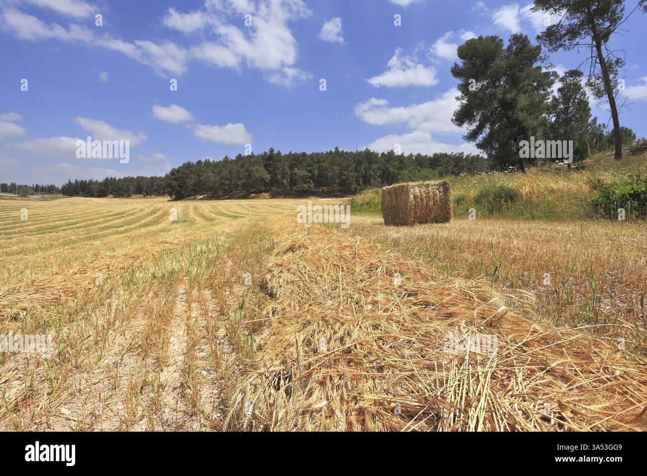 The rural idyll. Wheat field and a stack of wheat at the edge of the ...