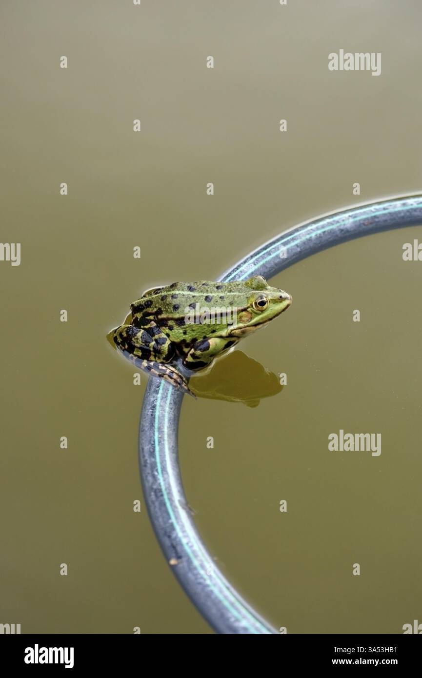 Frog sits on swimming ring Stock Photo - Alamy