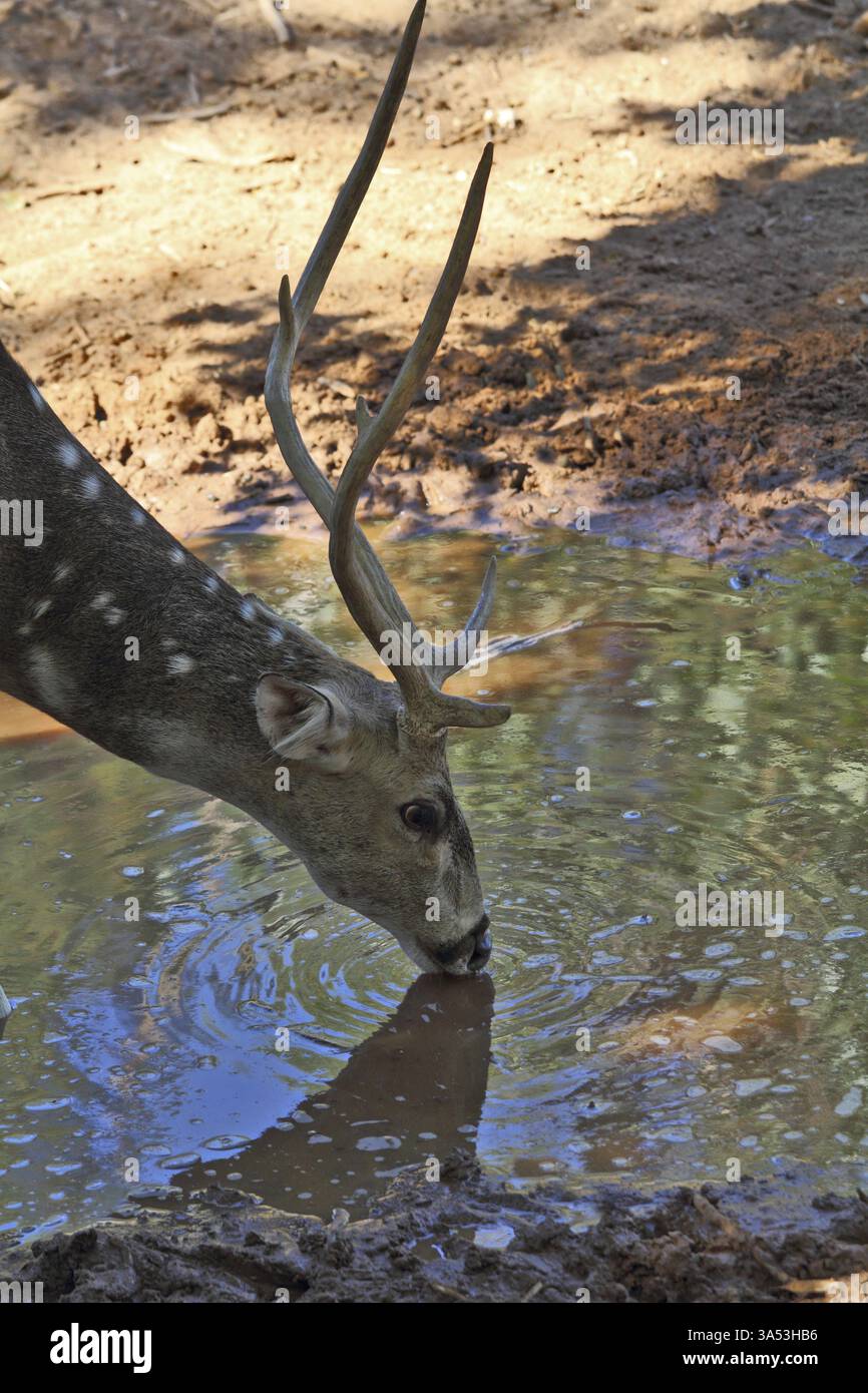 Magnificent animals in the Israeli zoo Safari. A graceful deer on a ...