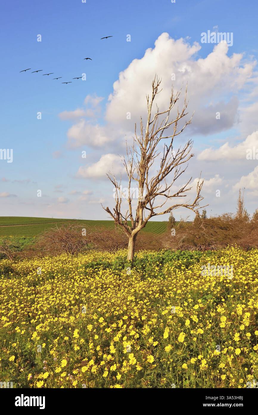 Spring flowering of nature. Blooming meadow, and a lonely dry tree ...