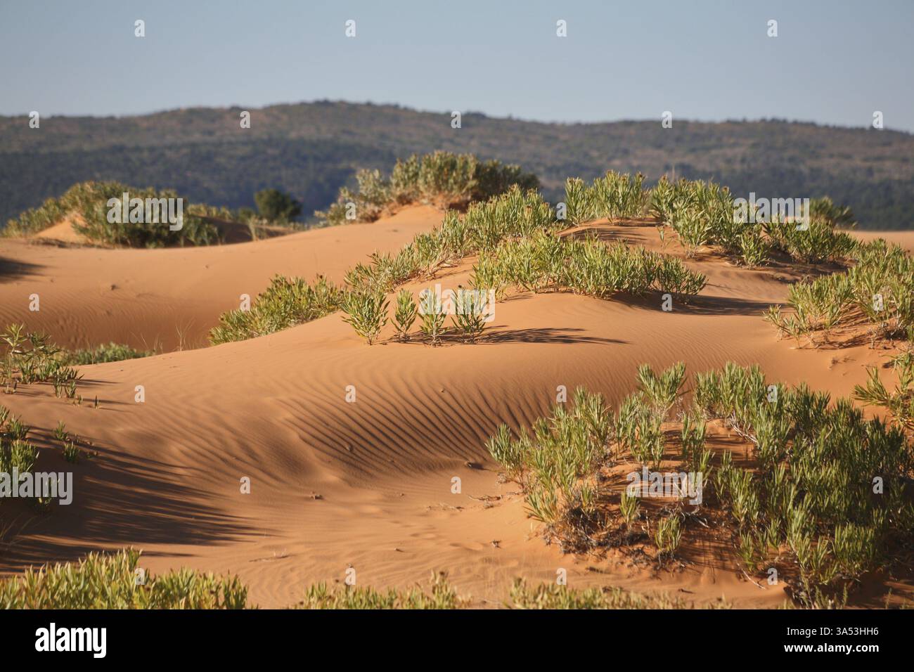 Reserve Coral Pink sand dunes in the U.S.. Soft pink sand dunes and ...