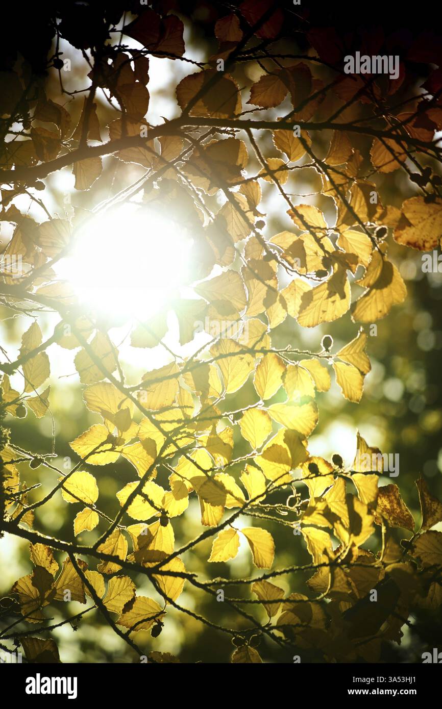 The sun breaks through the canopy of a birch tree in autumn Stock Photo ...