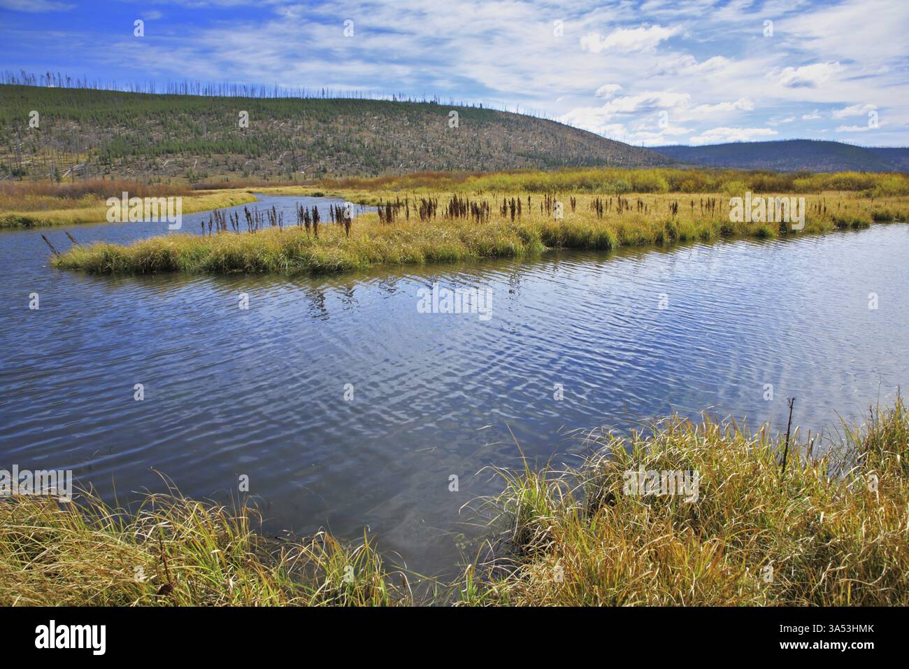 Plain, superficial stream and yellow autumn grass in park Yellowstone ...