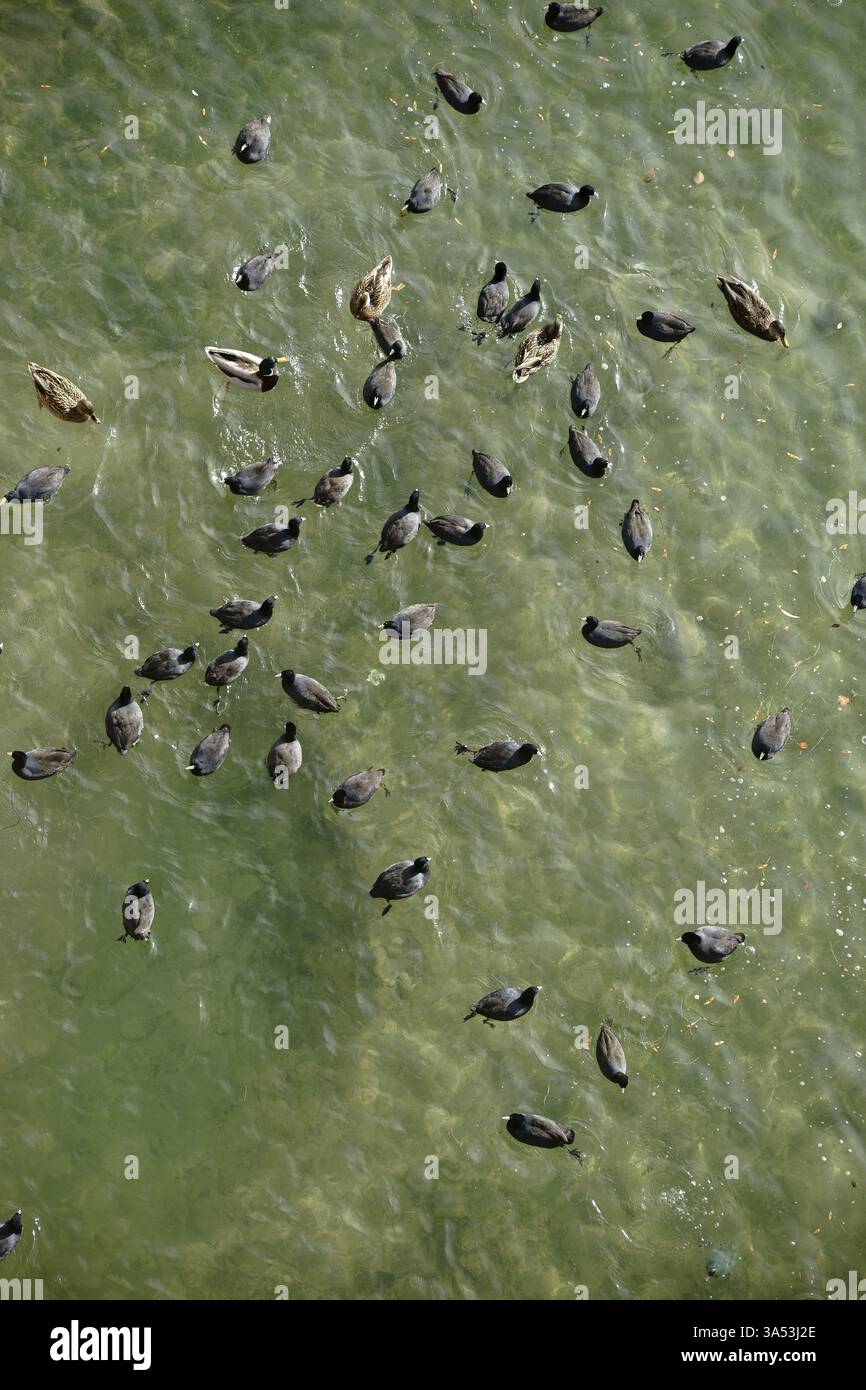The top view and bird's eye view of a group of waterfowl, coots and ...