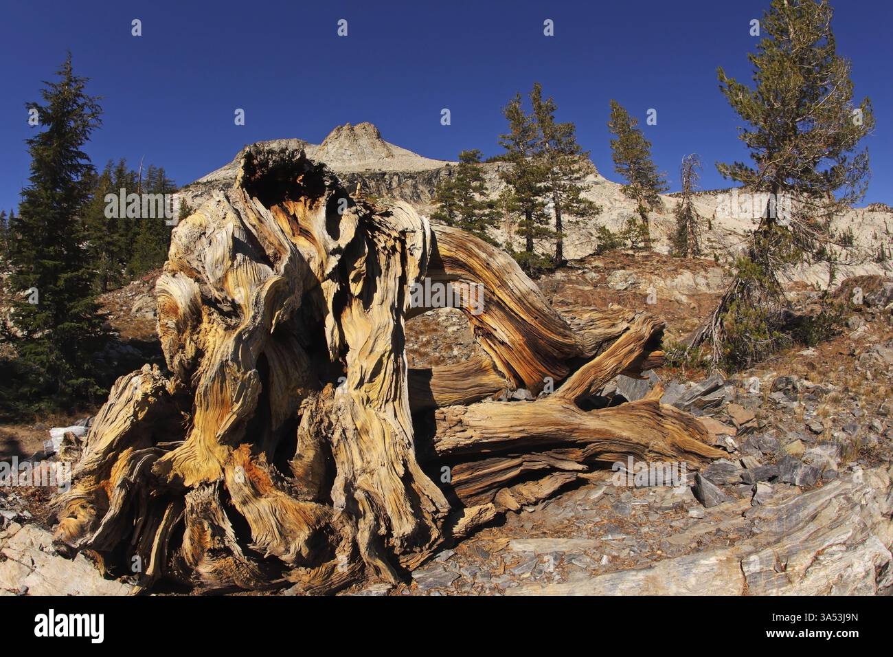 Picturesque tree stumps and snags in the dry desert Stock Photo - Alamy